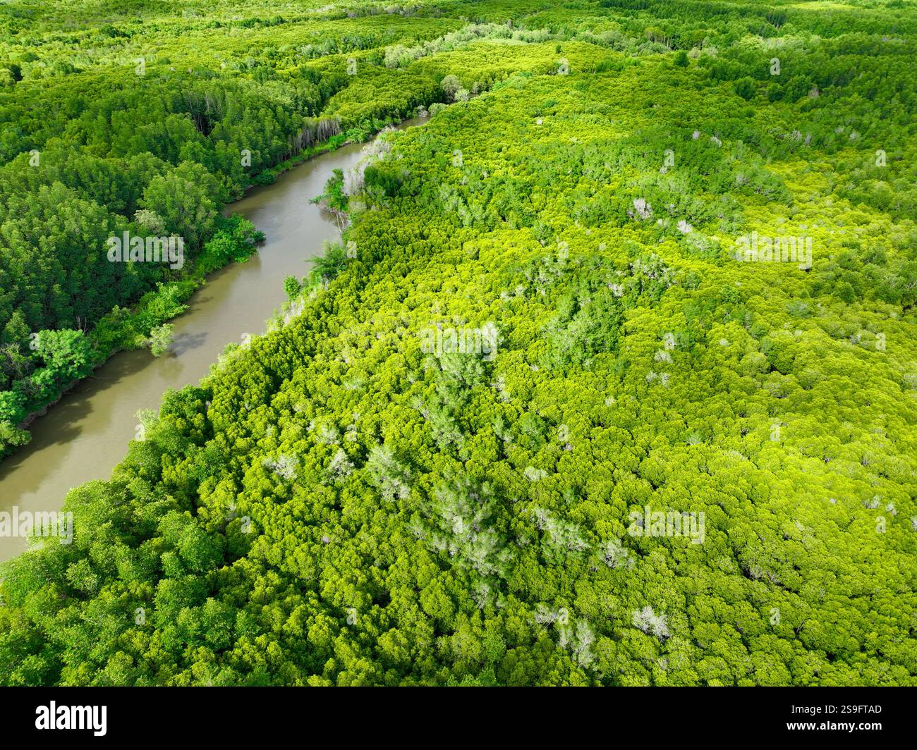 Aerial view green mangrove forest. Natural carbon sinks. Mangroves ...