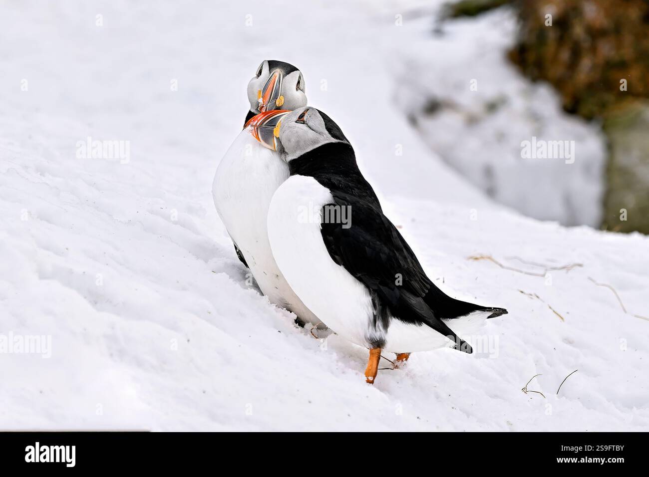 Group atlantic puffins standing hi-res stock photography and images - Alamy