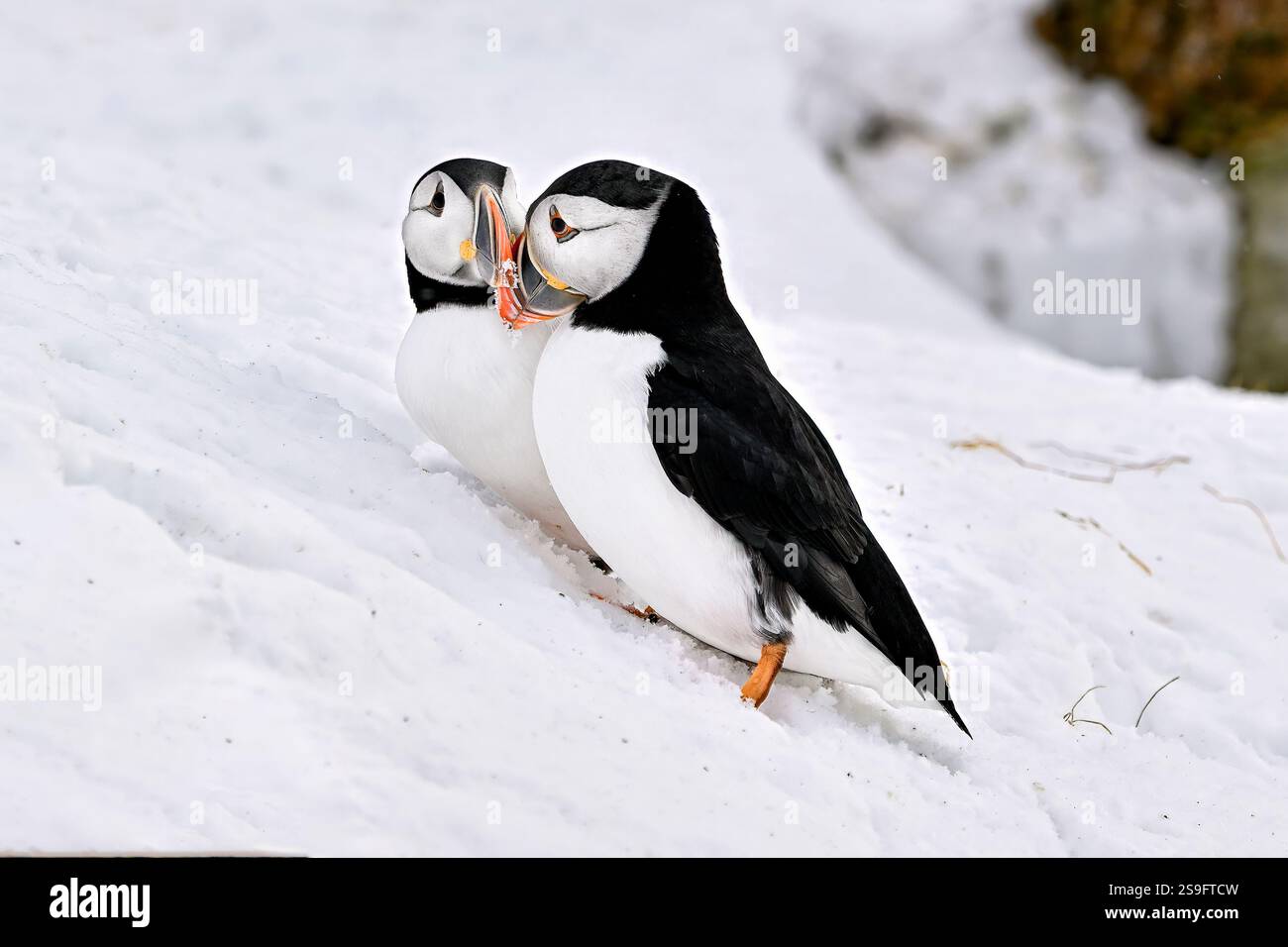 Group beautiful atlantic puffins hi-res stock photography and images ...