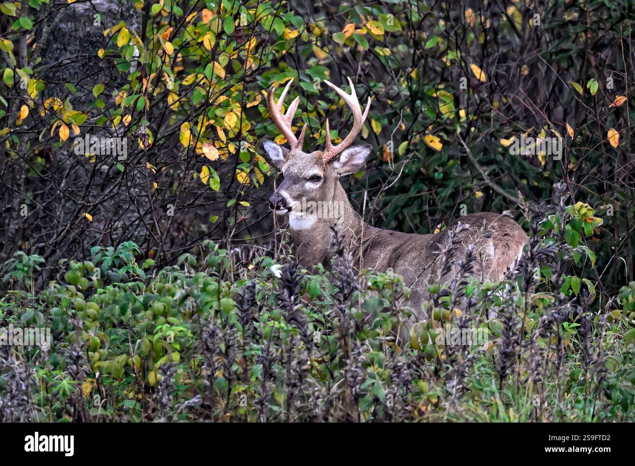 Deer stag looking from the bushes Stock Photo - Alamy