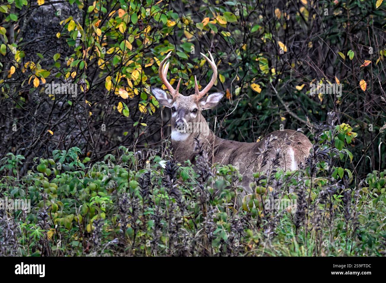 Deer stag looking from the bushes Stock Photo - Alamy