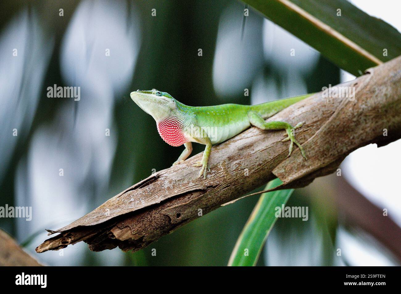 "Mr. Green" is marking his territory Stock Photo - Alamy