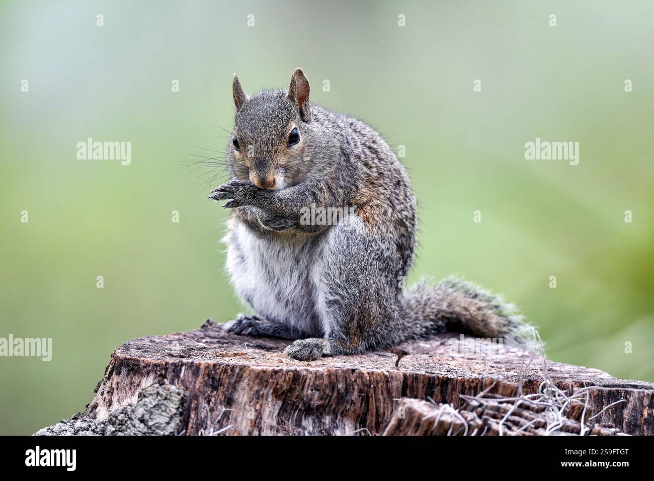 Eastern gray squirrel Stock Photo - Alamy