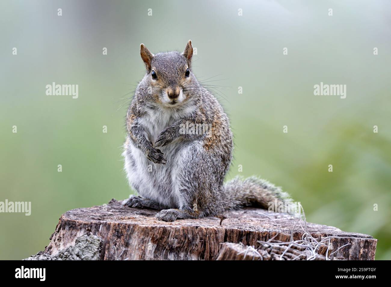 Eastern gray squirrel Stock Photo - Alamy