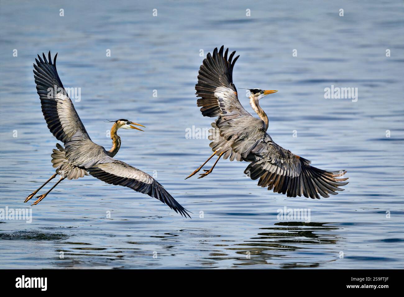 Another large bird hi-res stock photography and images - Alamy