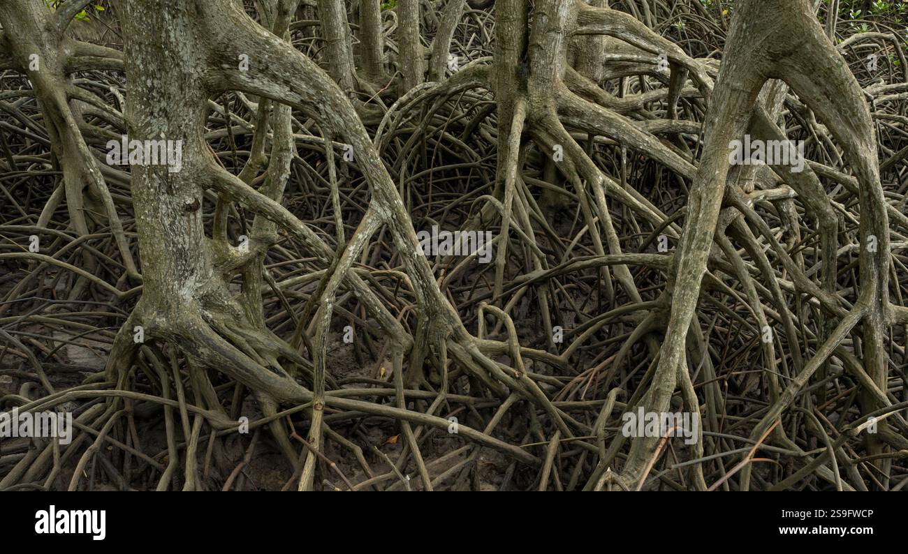 Mangrove tree roots in coastal wetland. Essential natural barrier ...