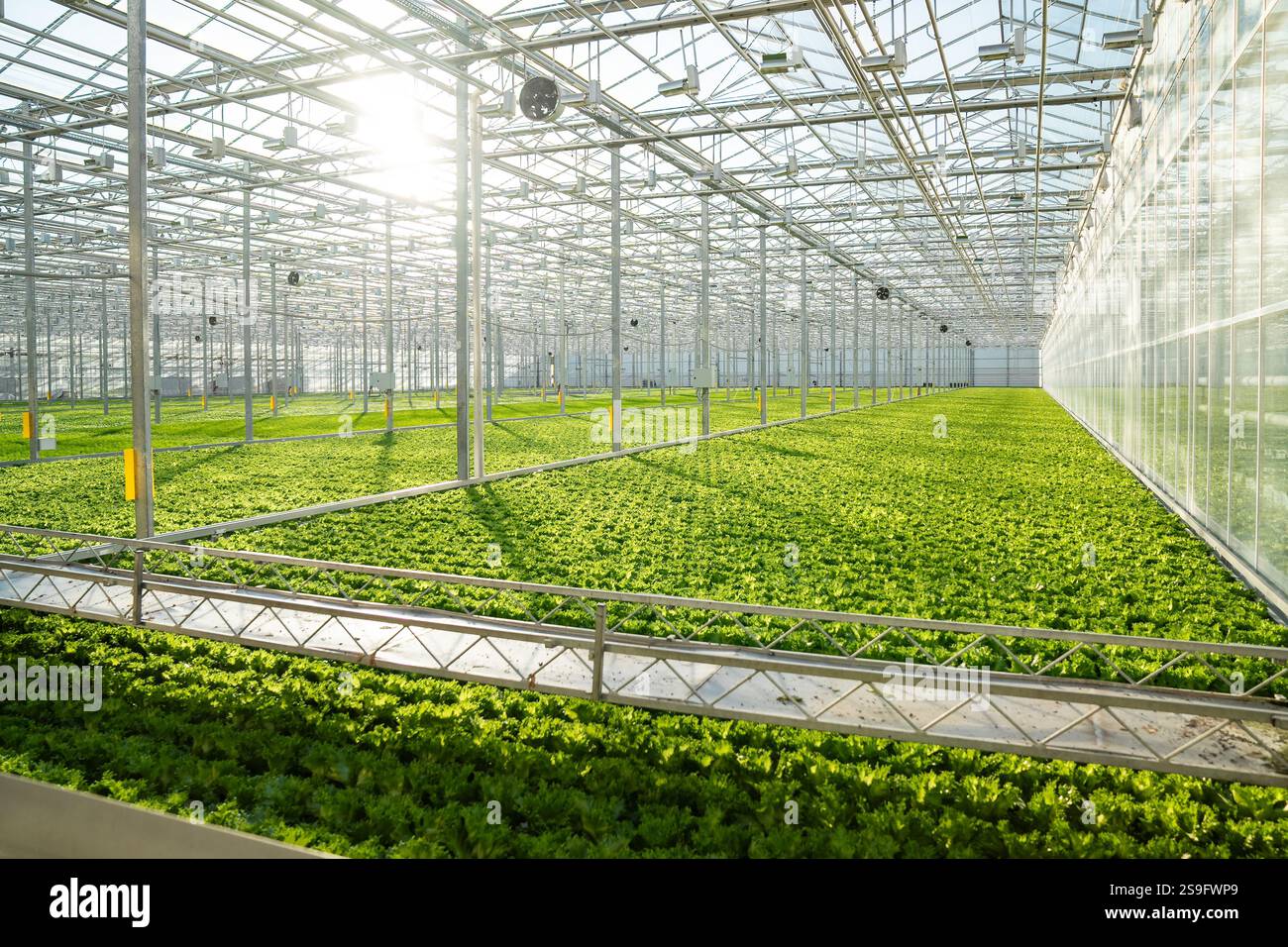 Frillice lettuce field cultivation in vast greenhouse with smart ...