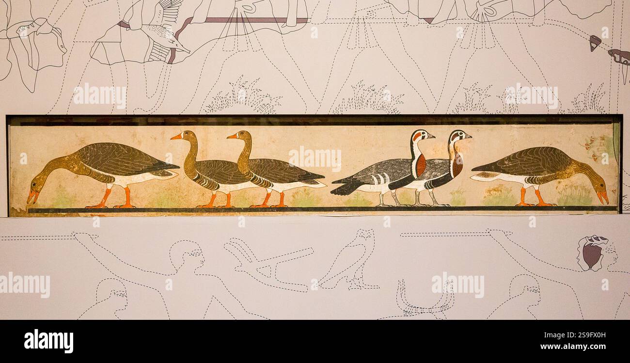 Egypt, Egyptian Museum Cairo, from the mastaba of Nefermaat, chapel of ...