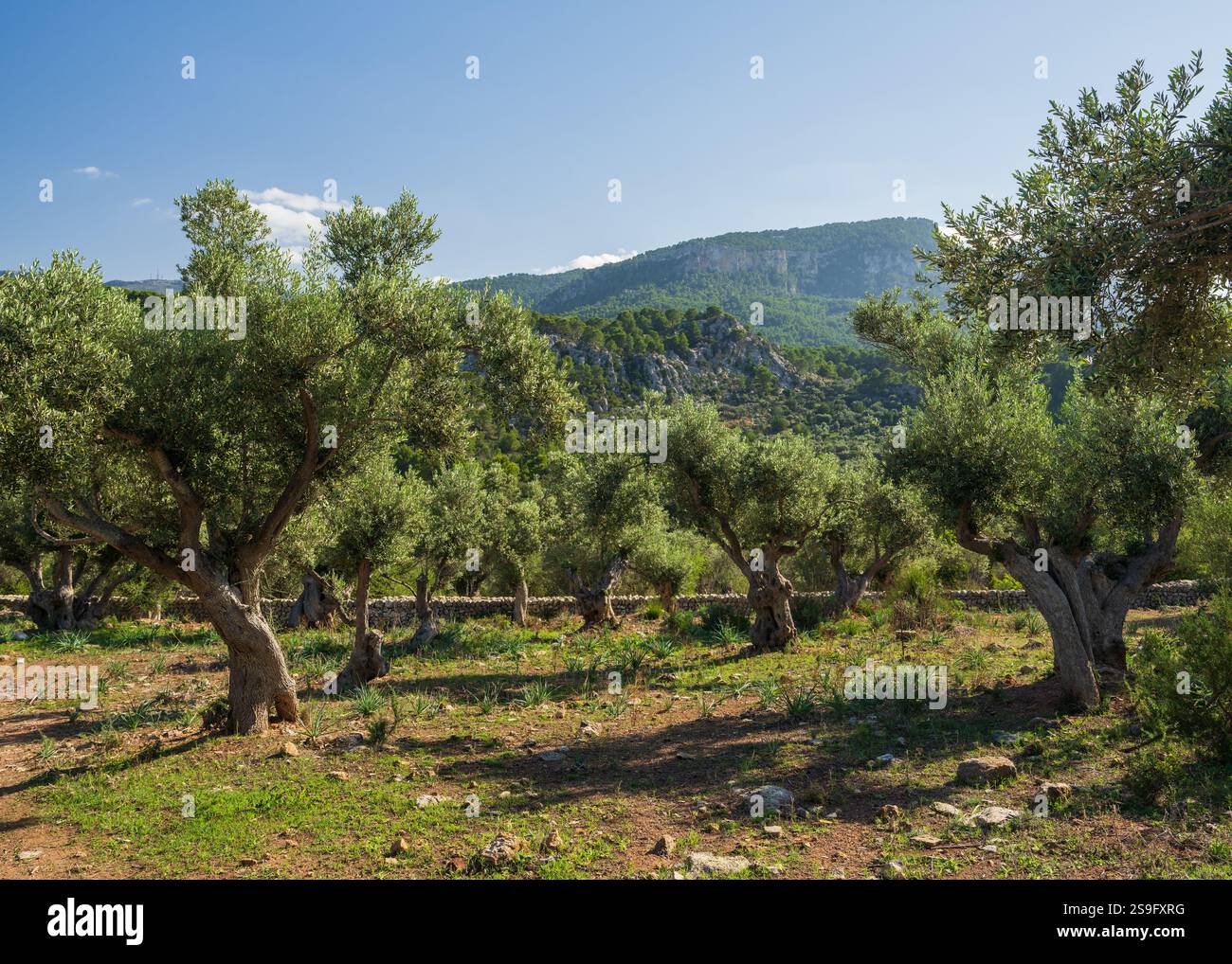 Scenic view of traditional olive plantation on island Mallorca, Spain ...