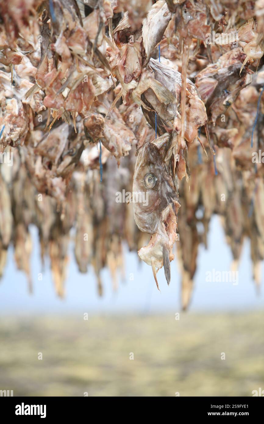 Head stockfish drying on hi-res stock photography and images - Alamy