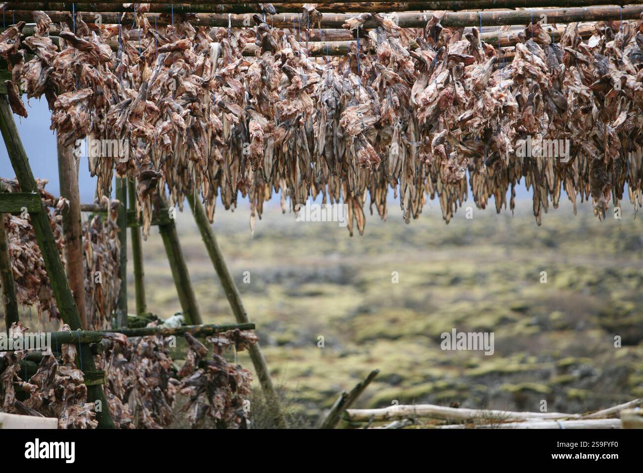 dried cod heads hanging on drying rack Stock Photo - Alamy