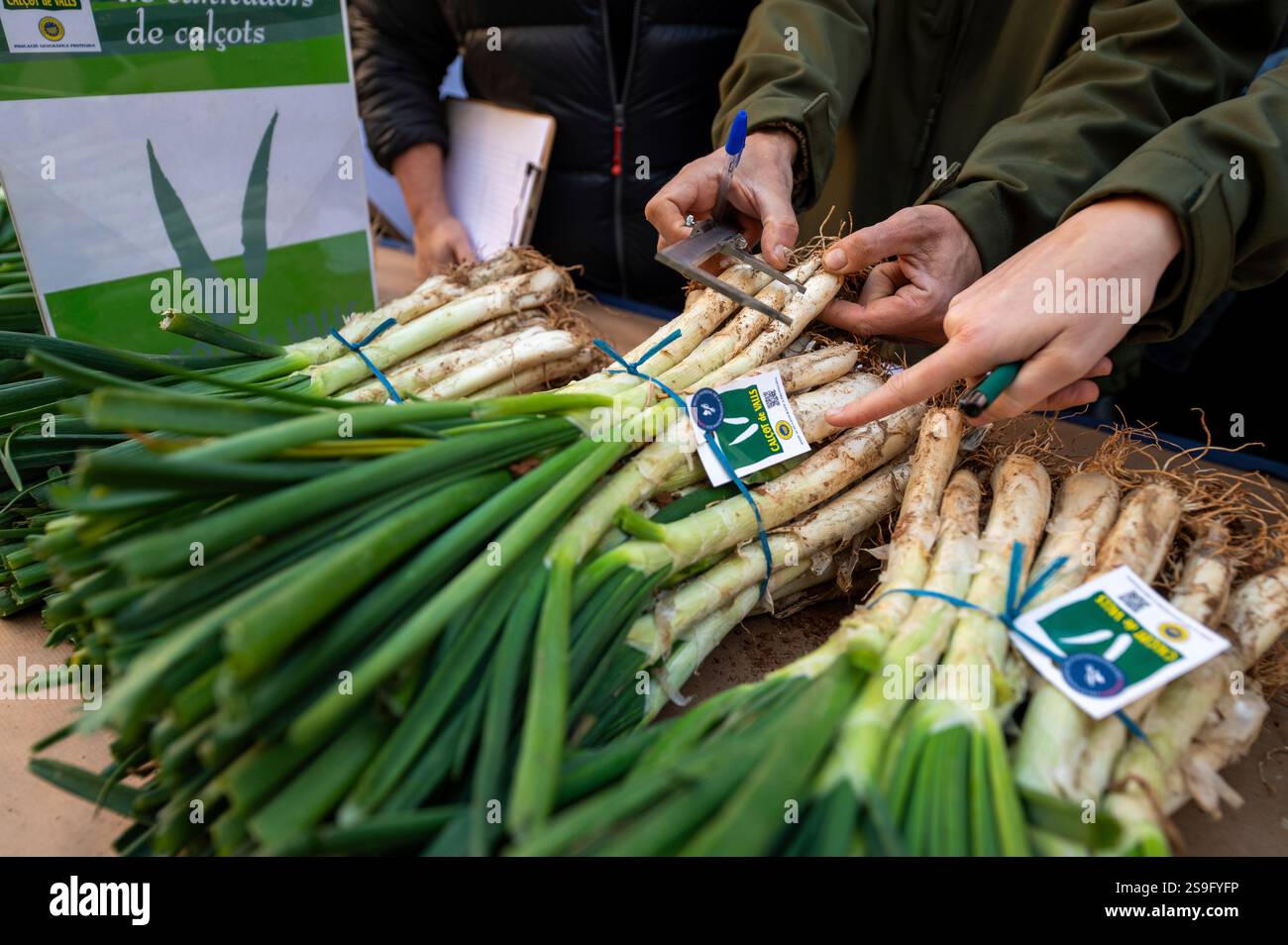 Calçot competition during the Festa de la Calçotada, on January 26 ...