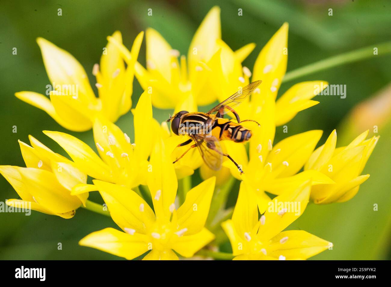 Allium Moly yellow garlic with a Heliophilus pendulus hovefly on Stock ...