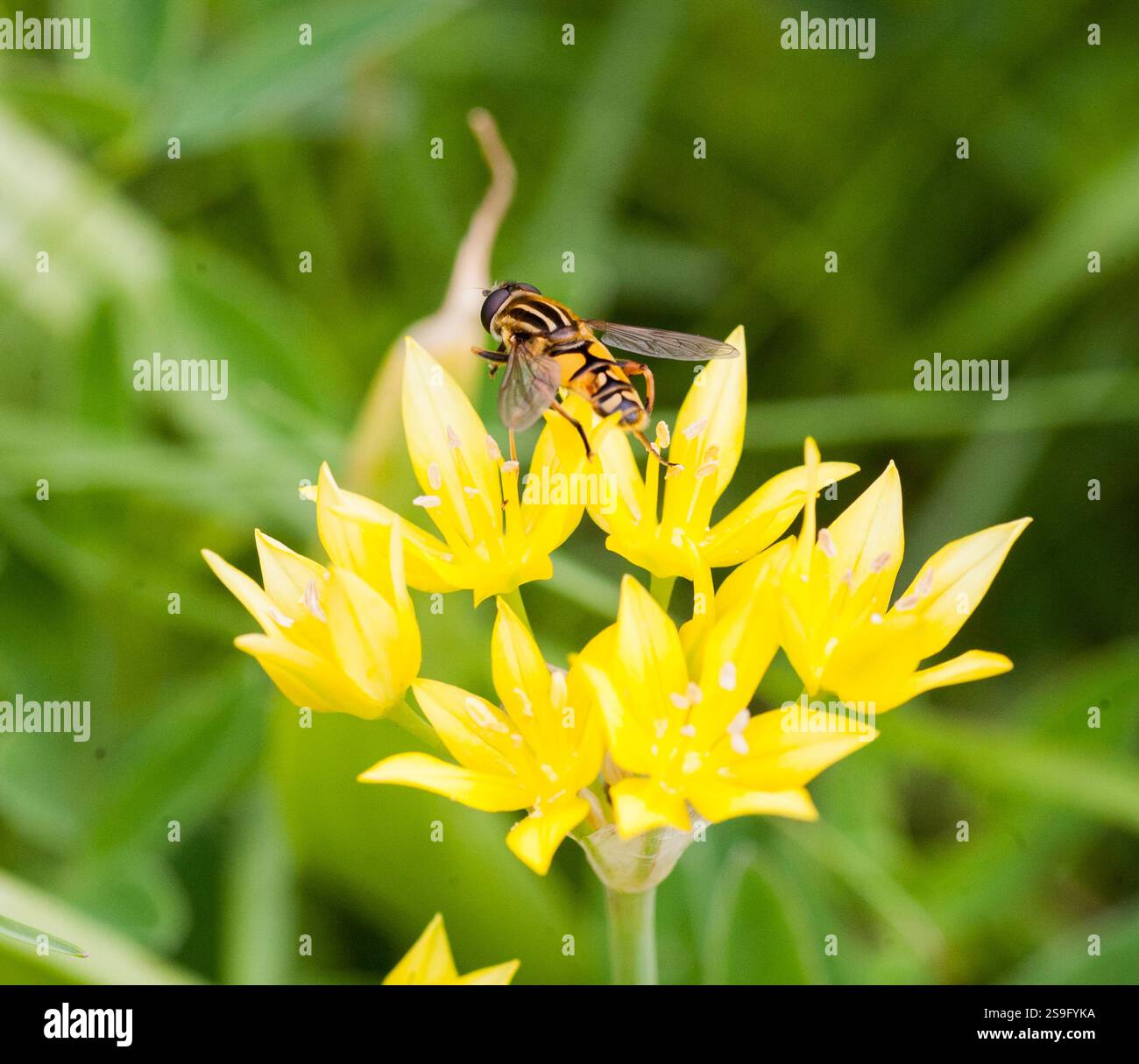 Allium Moly yellow garlic with a Heliophilus pendulus hovefly on Stock ...
