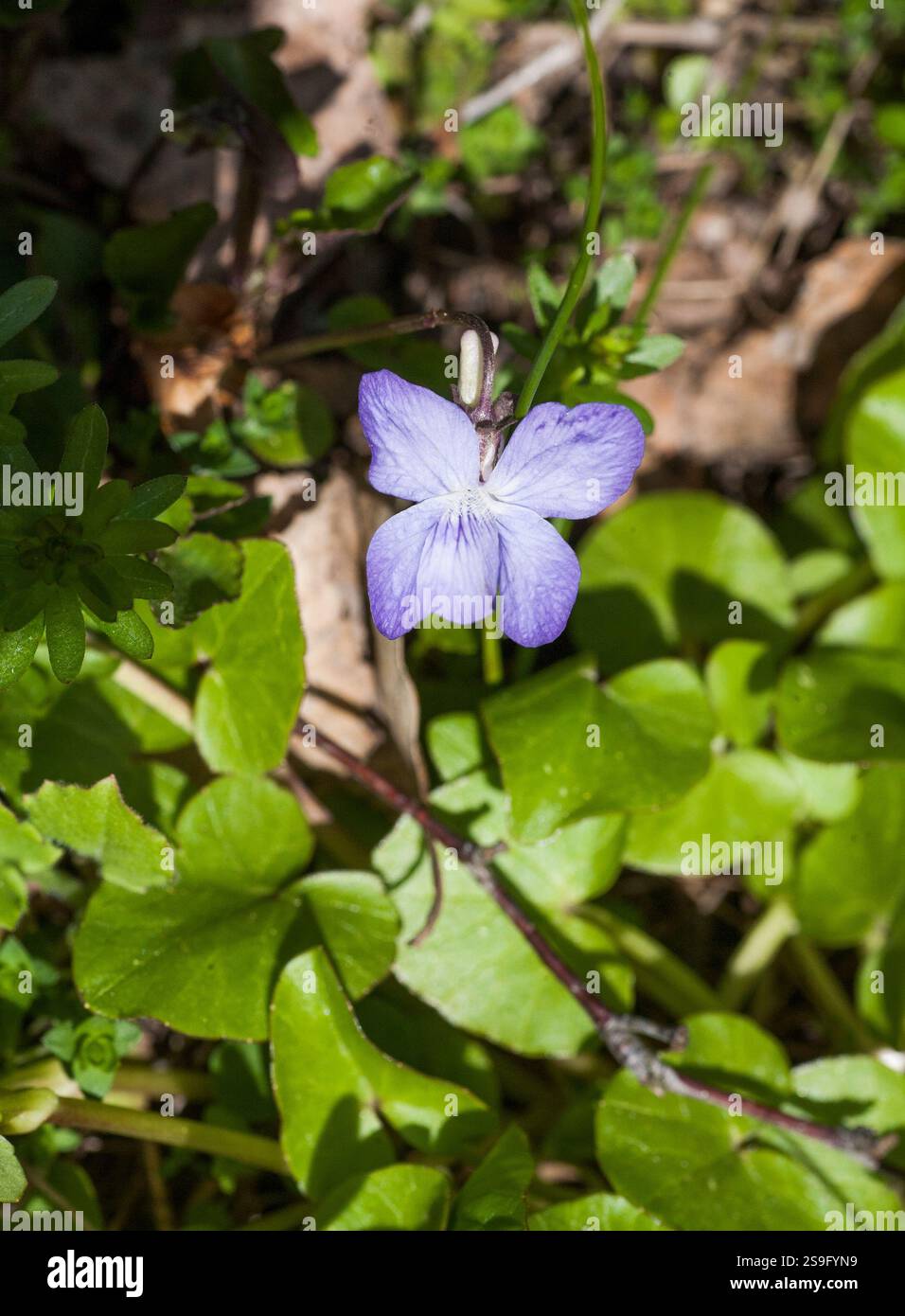 VIOLA RIVINIANA Common Dog-violet Stock Photo - Alamy