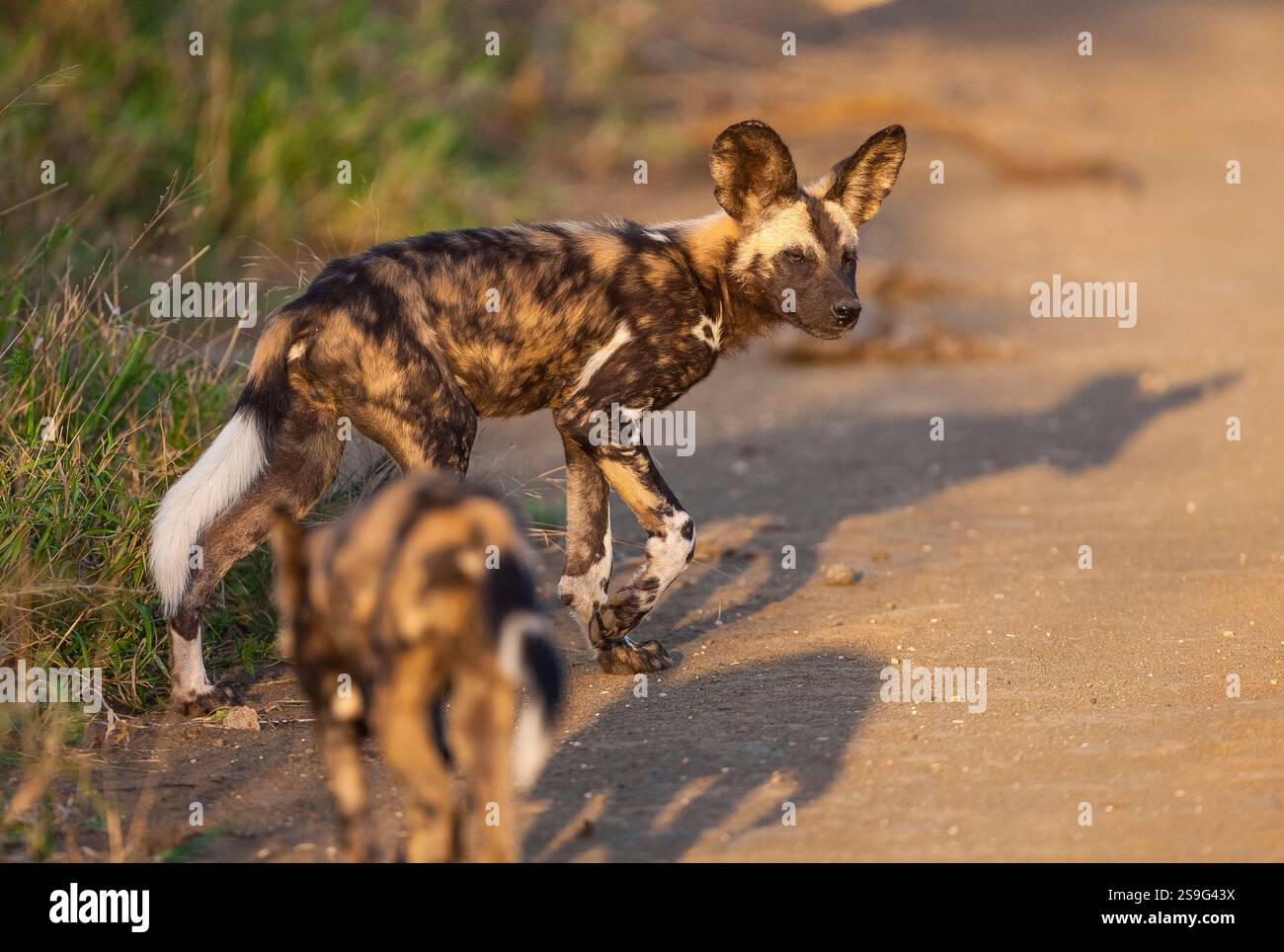 The African wild dog (Lycaon pictus) is a wild dog species living in ...