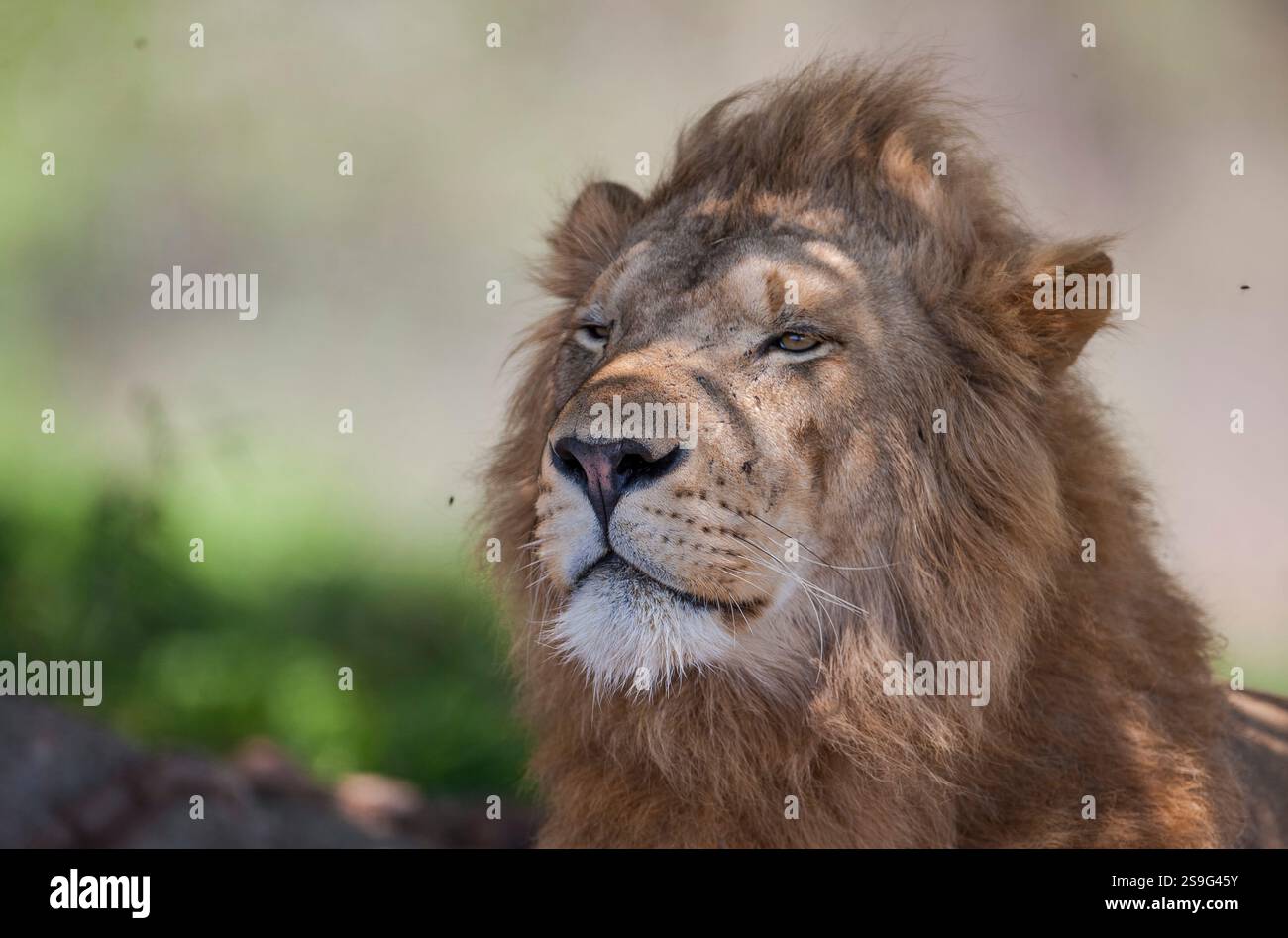 Lions (Panthera leo) often hunt in groups at National Parks in South ...