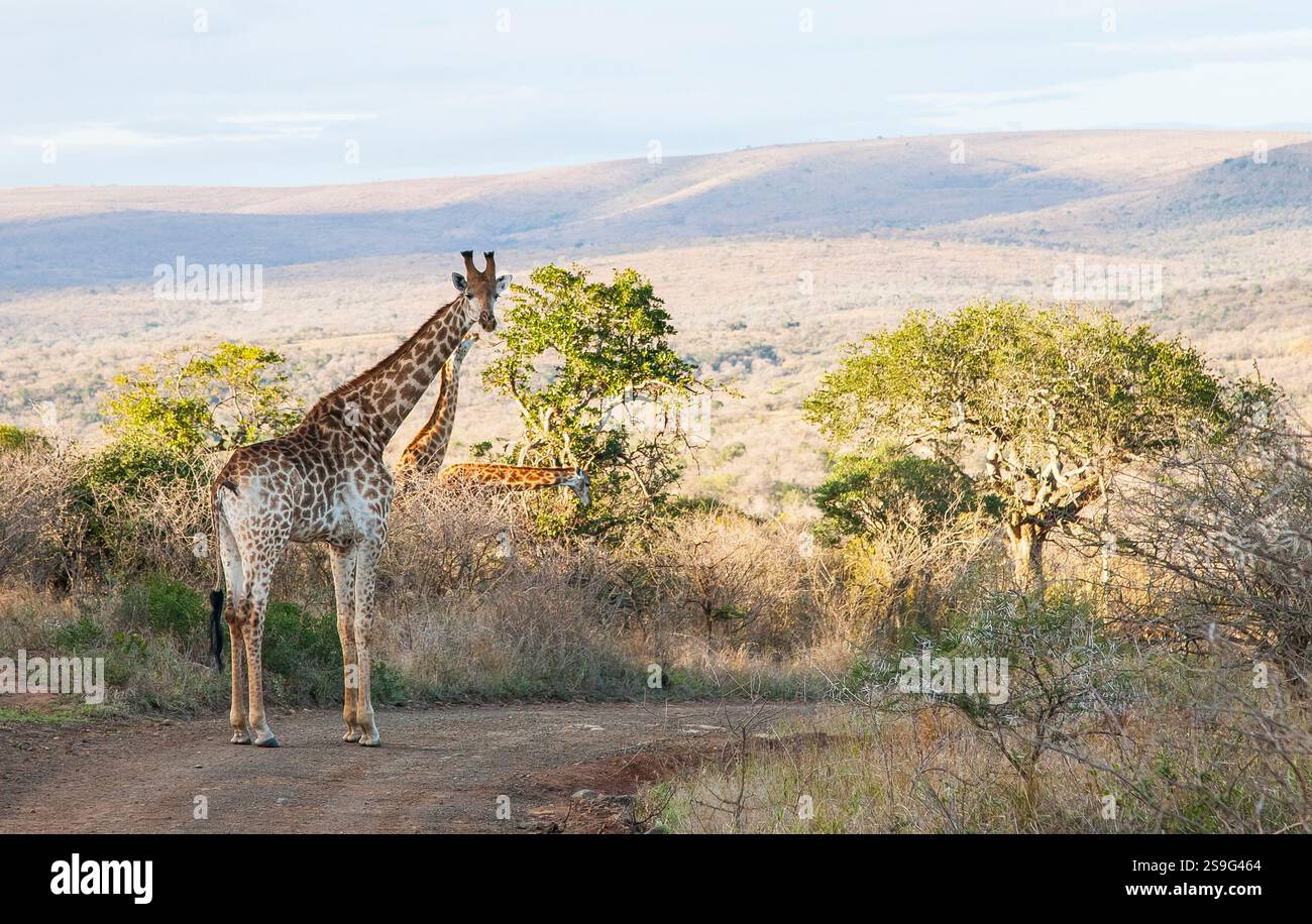 A large number of Giraffes (Giraffa) live in Hluhluwe iMfolozi Park in ...