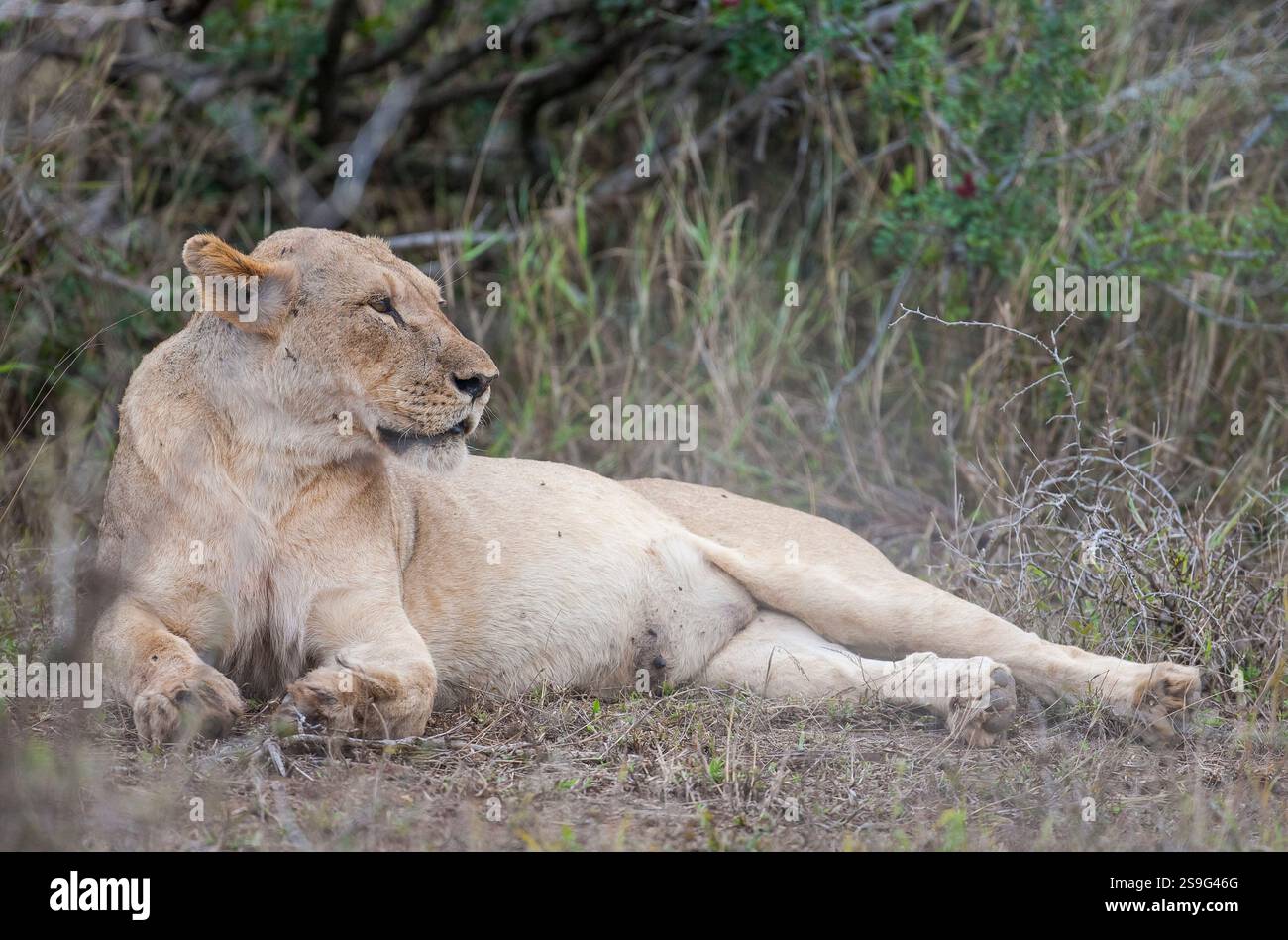 Lions (Panthera leo) often hunt in groups at National Parks in South ...