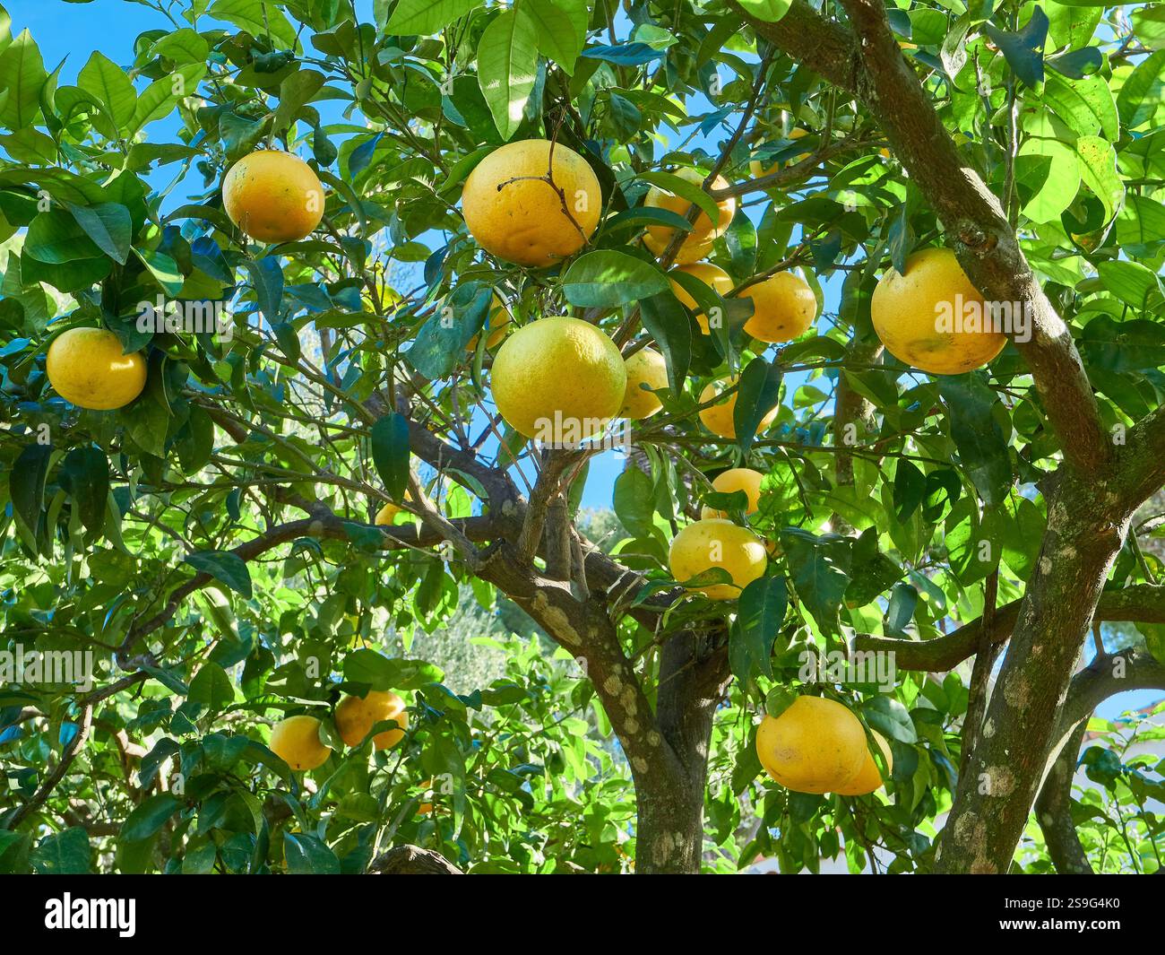 Lush Citrus Tree Laden With Ripe Grapefruit Under a Clear Blue Sky ...