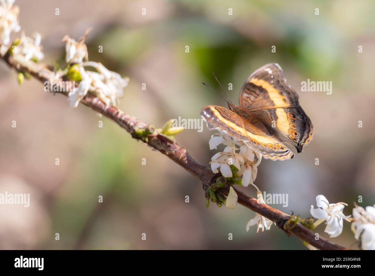 Garden Commodore also called Garden Inspector (Precis archesia) on ...