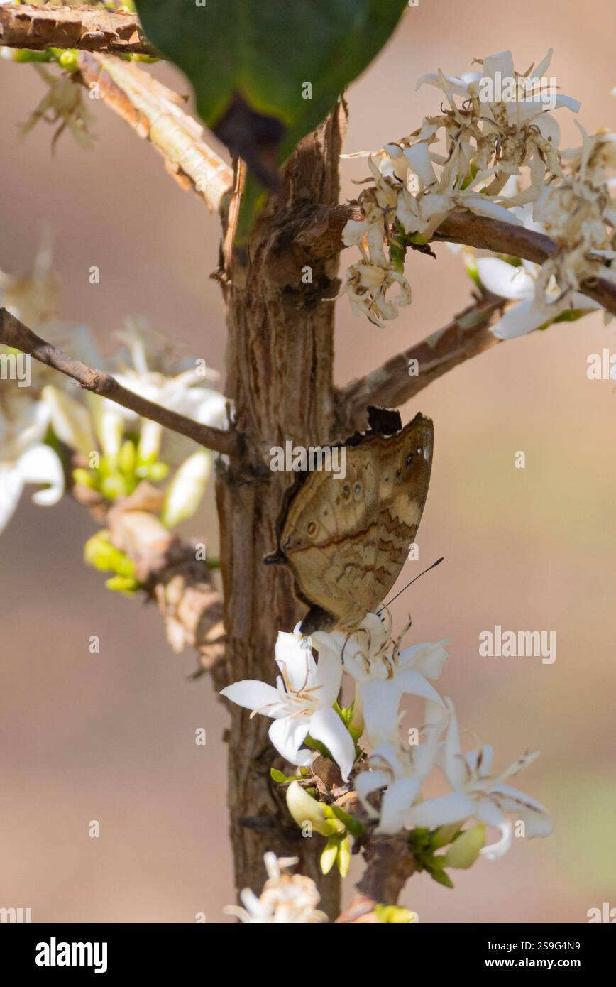 Garden Commodore also called Garden Inspector (Precis archesia) on ...