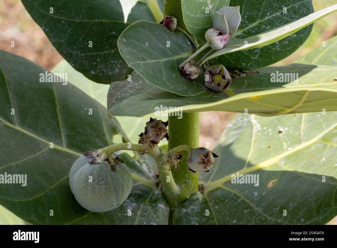 Calotropis procera (Apocynaceae ) also called Sodom plant and Sodom ...