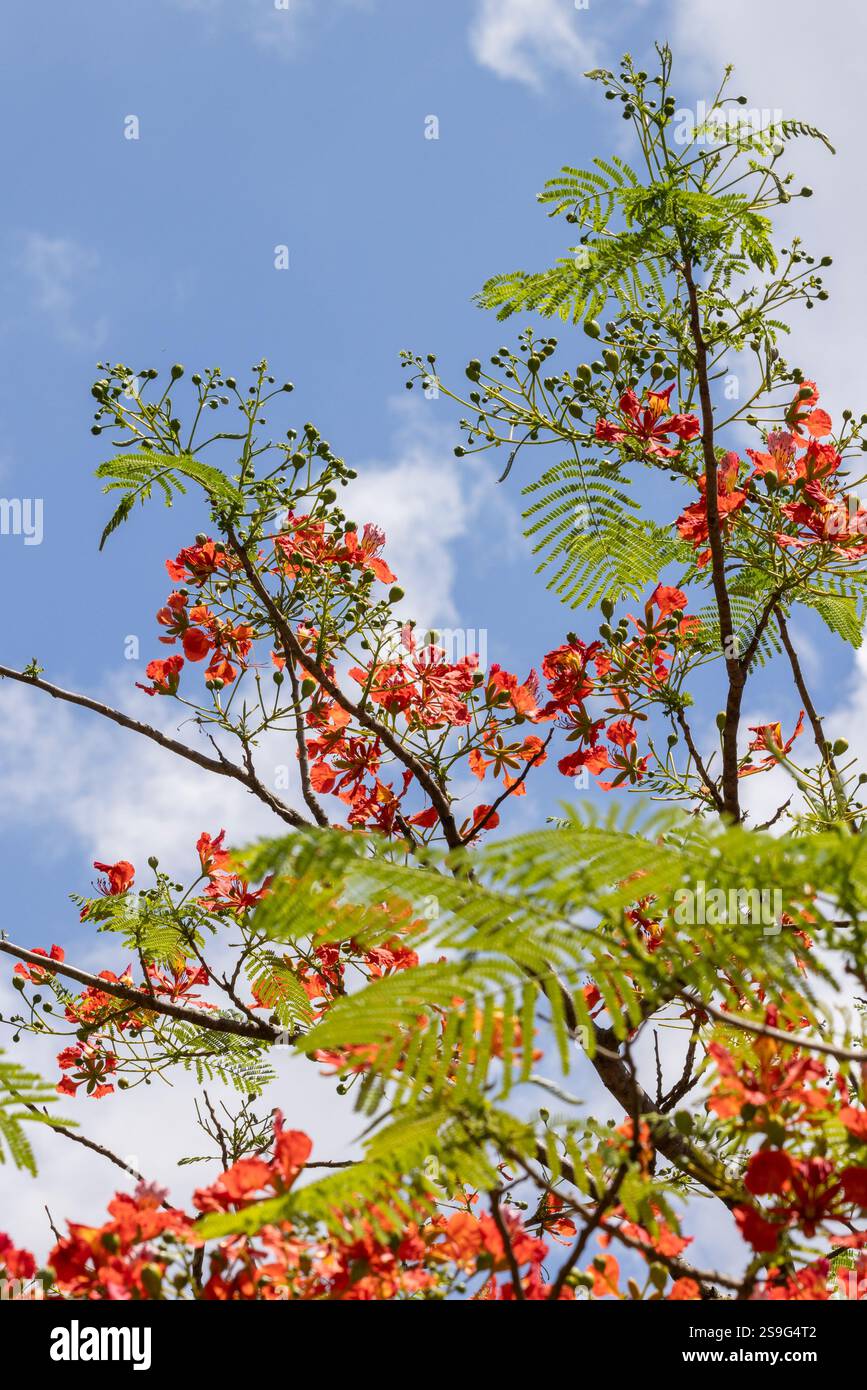 Delonix regia tree common names are flame tree, peacock flower, royal ...