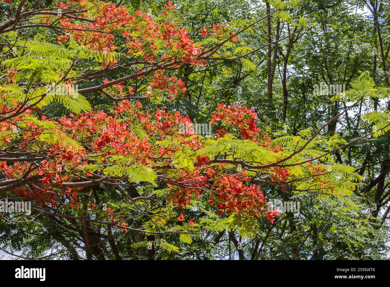 Delonix regia tree common names are flame tree, peacock flower, royal ...