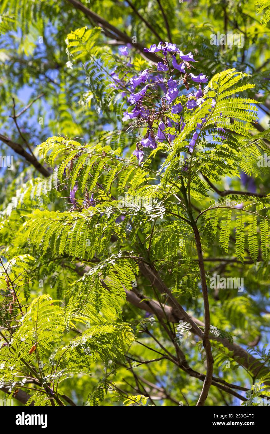 Blue Jacaranda (Jacaranda mimosifolia) in full bloom in Arusha in ...