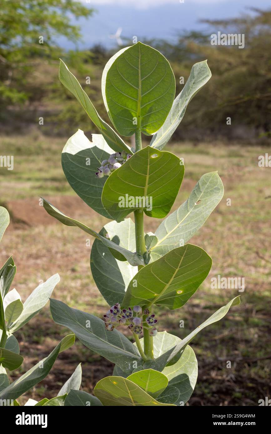 Calotropis procera (Apocynaceae ) also called Sodom plant and Sodom ...