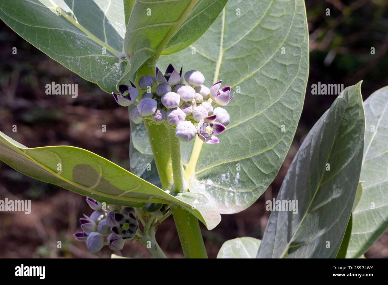 Calotropis procera (Apocynaceae ) also called Sodom plant and Sodom ...