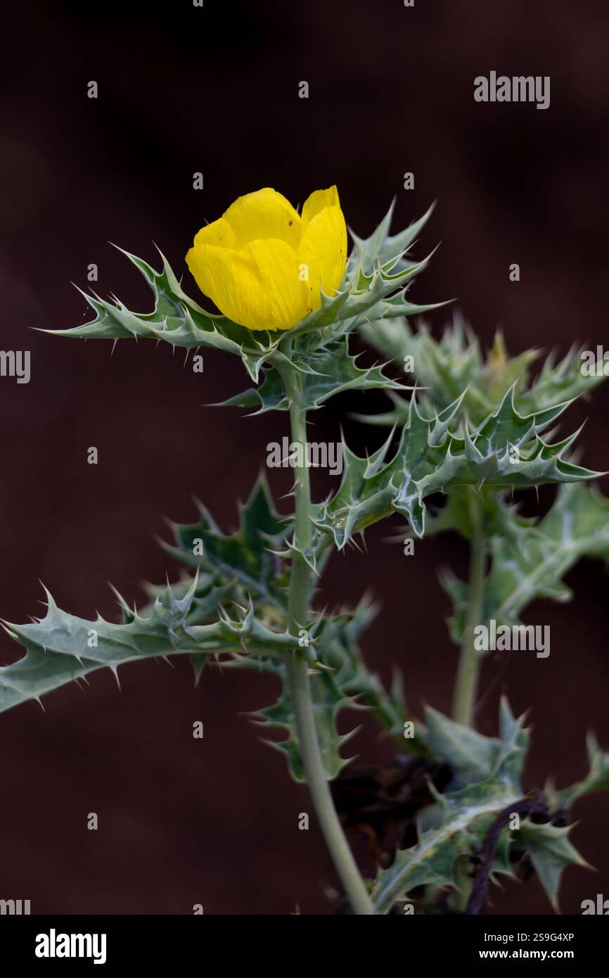 Mexican prickly poppy (Argemone mexican) also known as Mexican poppy ...