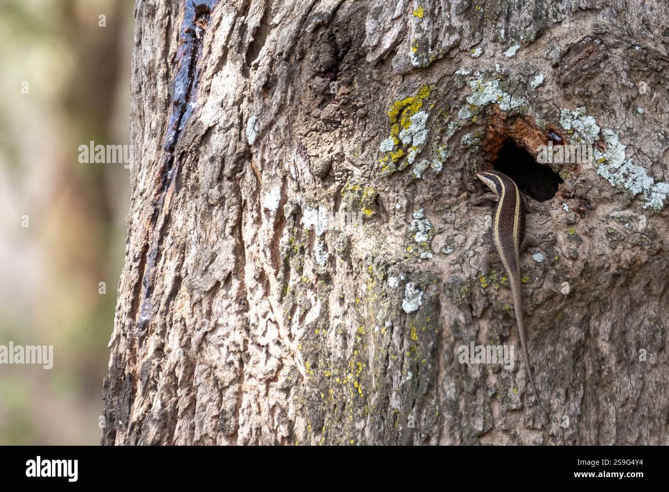 African striped skink (Trachylepis striata) climbing in tree Stock ...