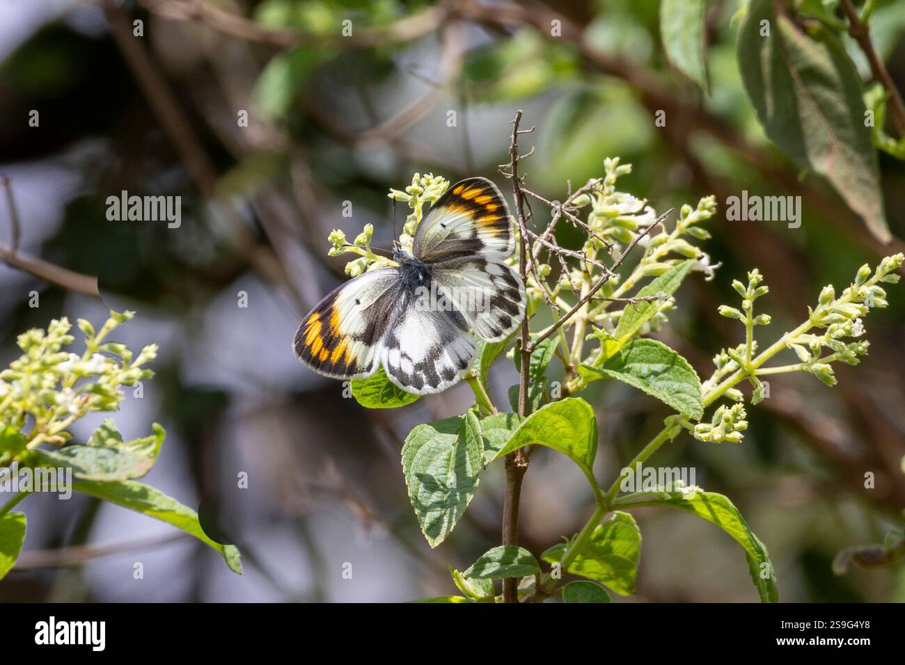 Colotis hi-res stock photography and images - Alamy