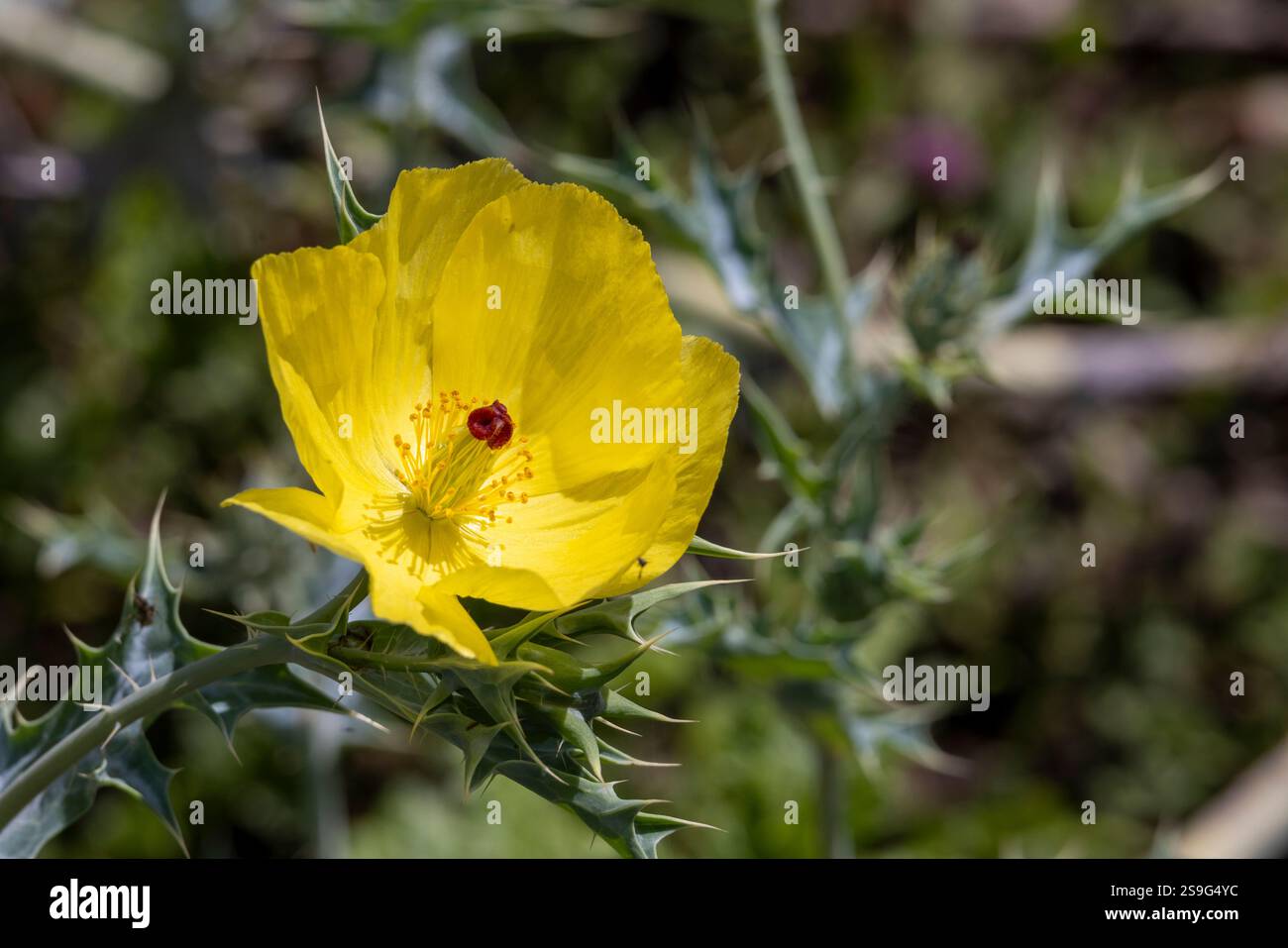 Beautiful Yellow bloom Mexican prickly poppy (Argemone mexican) also ...