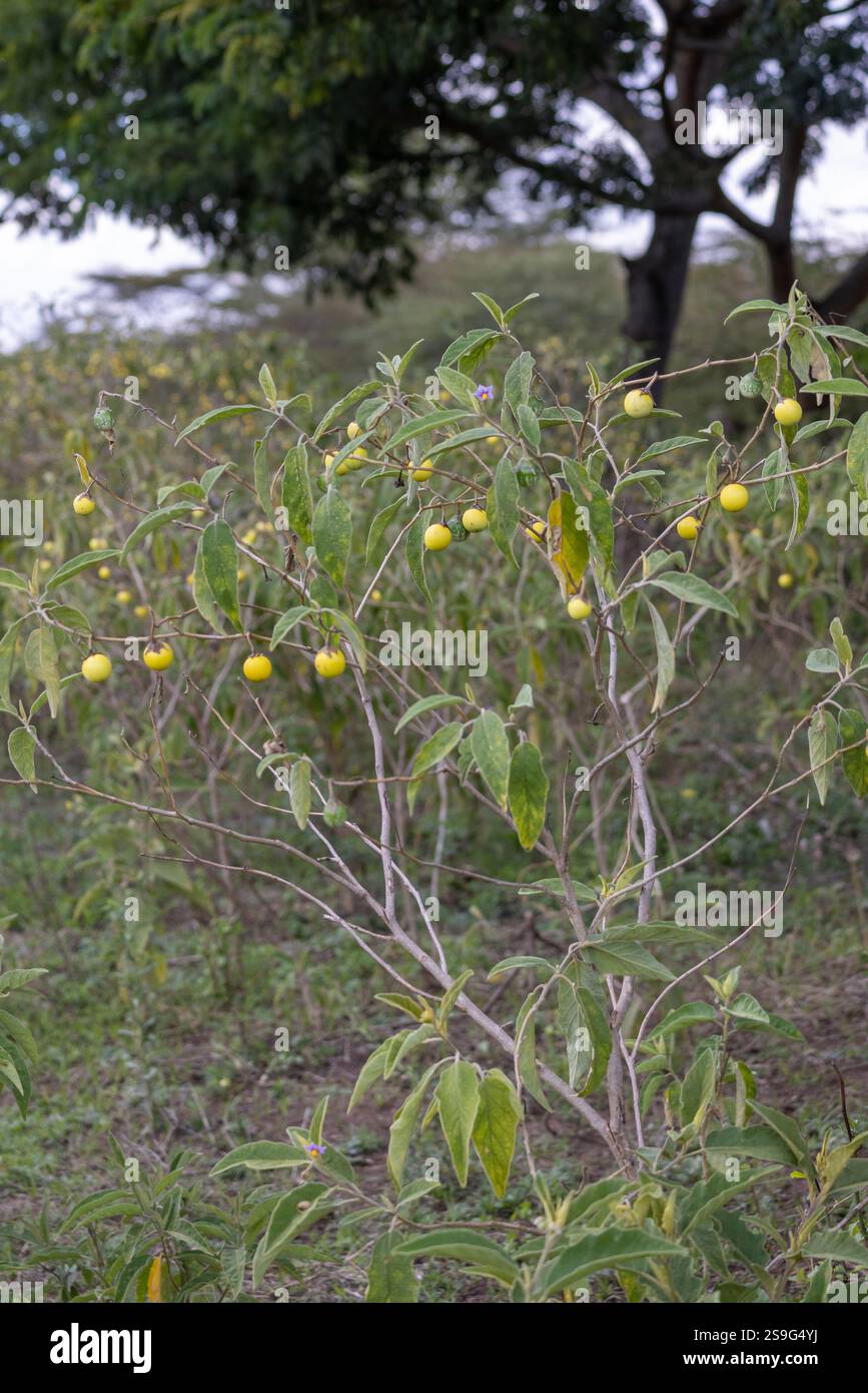 Fruits of the Mullein nightshade, velvet nightshade and salvador ...