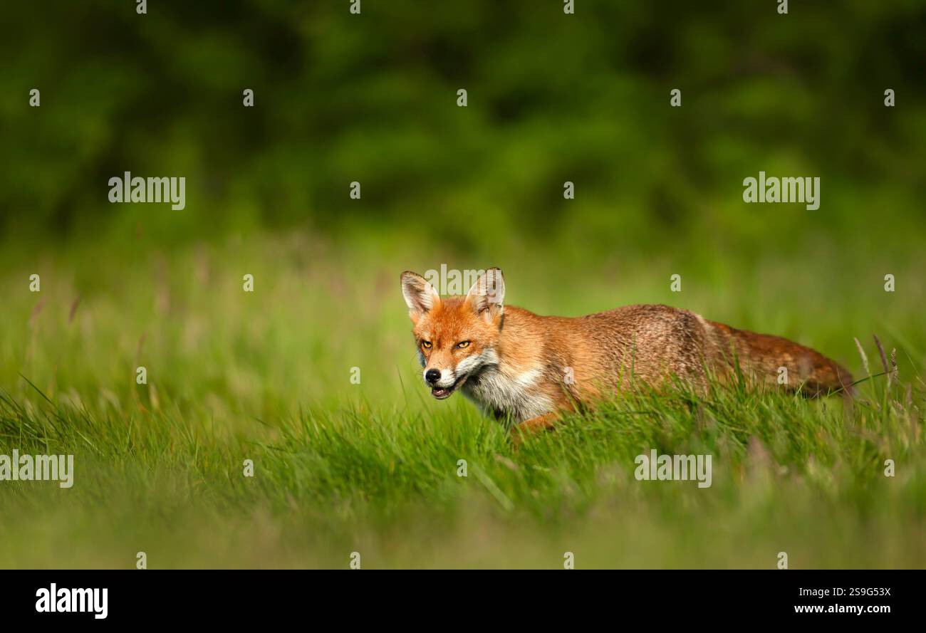 Red fox walking on forest hi-res stock photography and images - Alamy