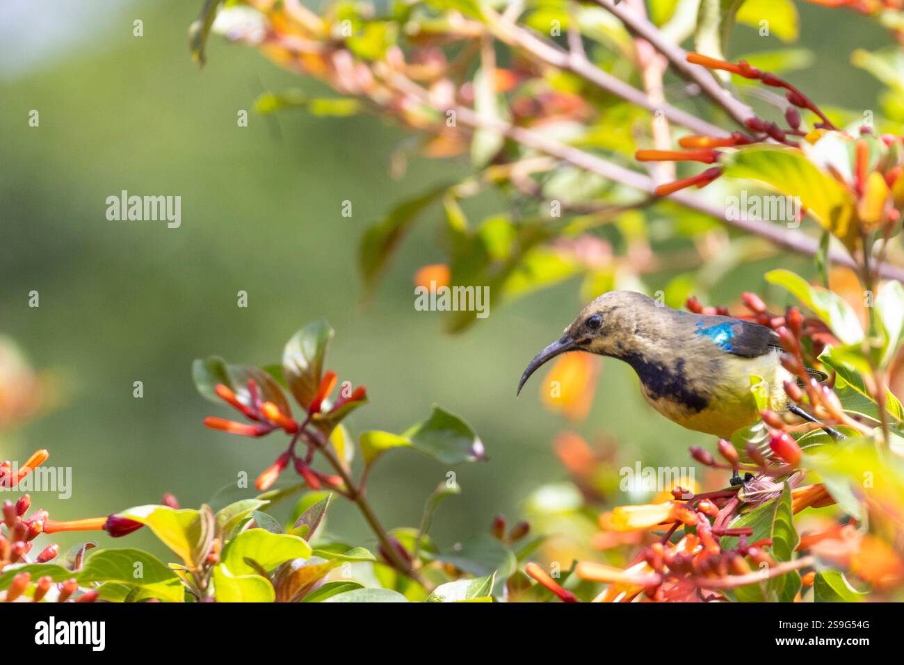 Variable sunbird also called Yellow-bellied sunbird (Cinnyris venustus ...