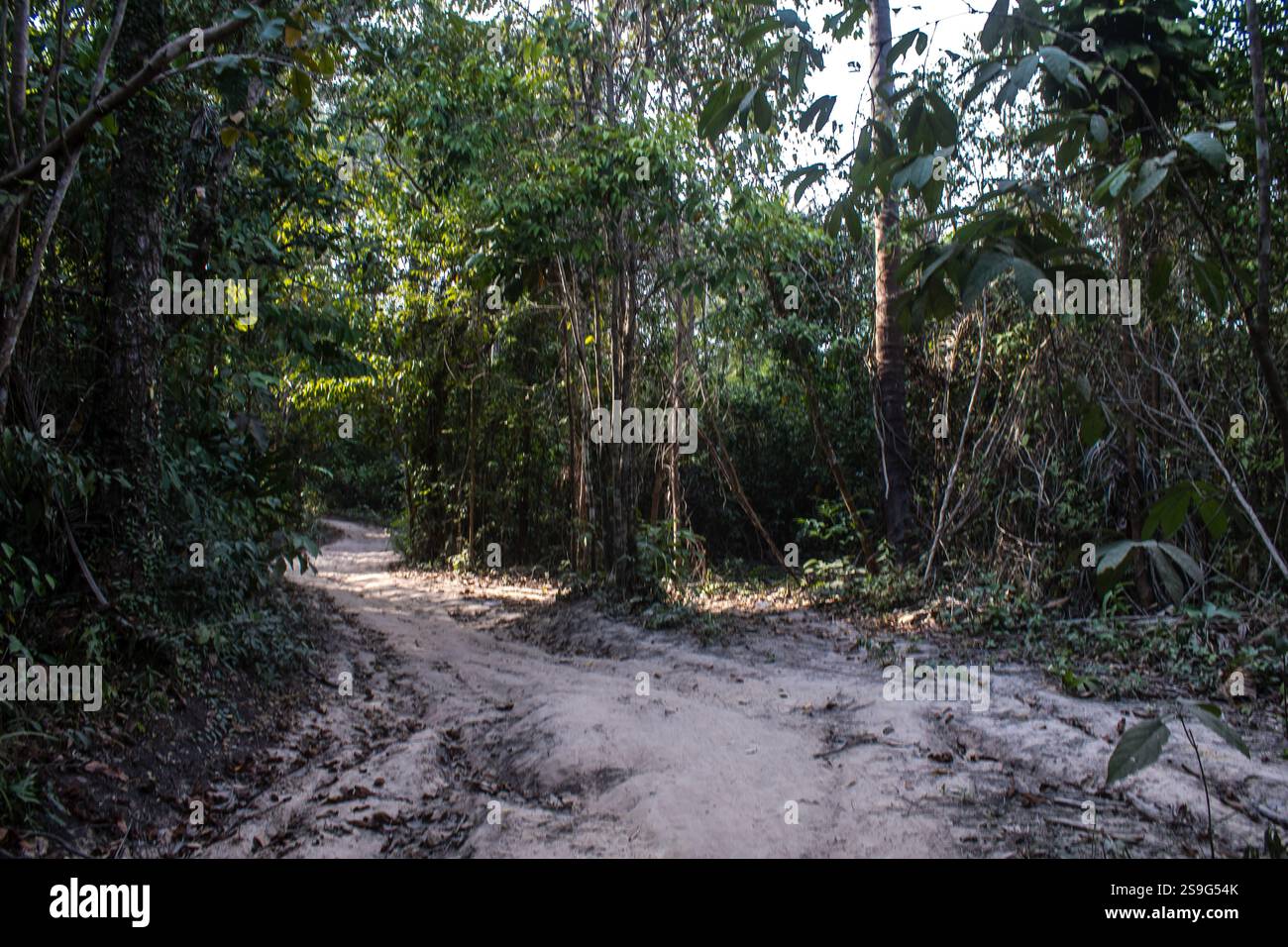 Koh Rong, Cambodia, January 24, 2025 Paths through the jungle to reach the Lonely Beach, a ...