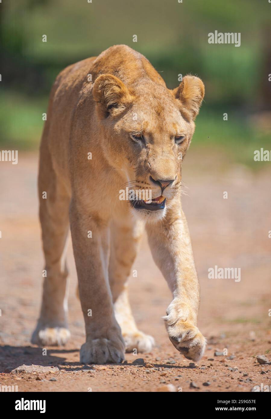 Lions (Panthera leo) often hunt in groups at National Parks in South ...