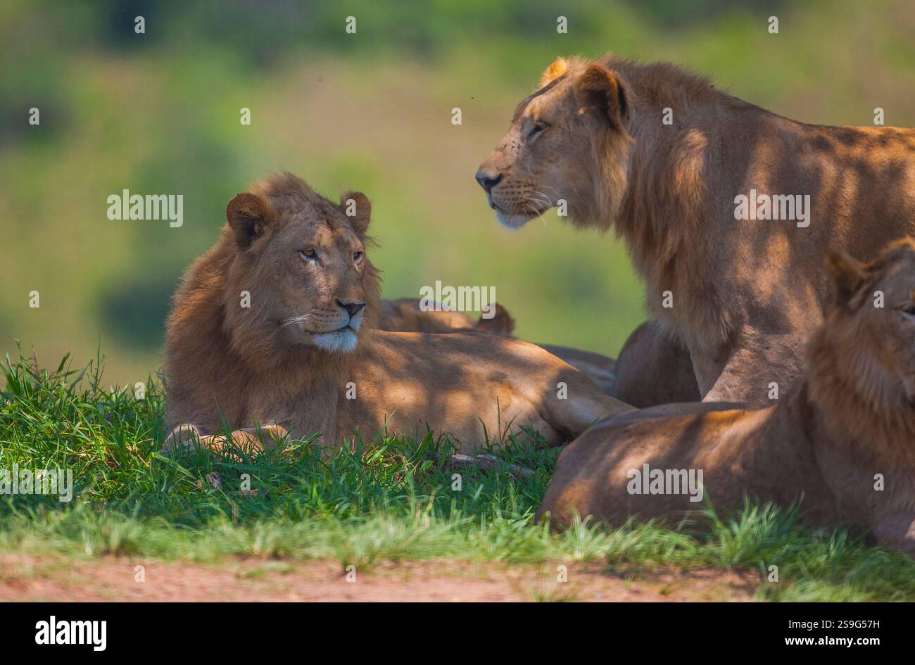Lions (Panthera leo) often hunt in groups at National Parks in South ...