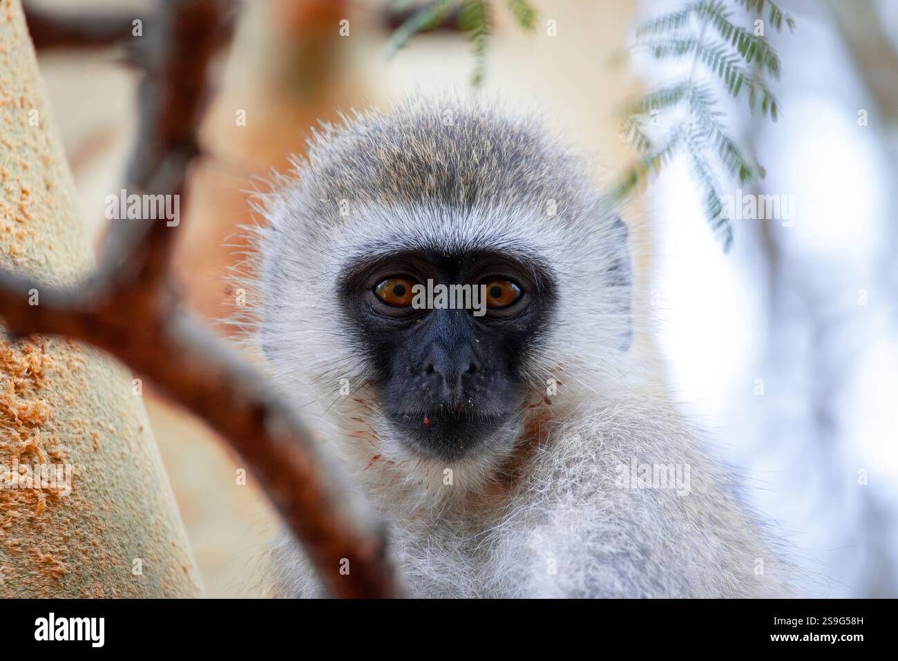 Portrait of a Vervet monkey (Chlorocebus pygerythrus) in Tanzania, East ...