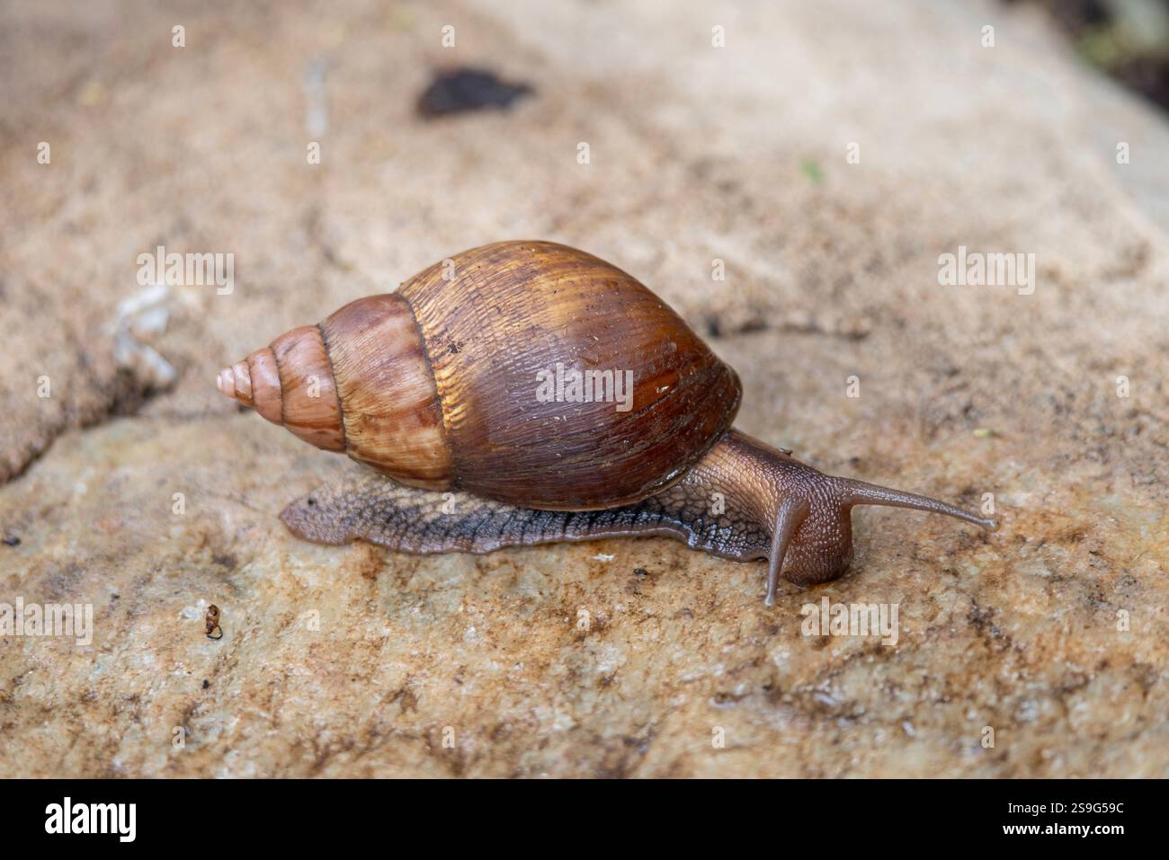 Giant African land snail (Lissachatina fulica) largest species of snail ...