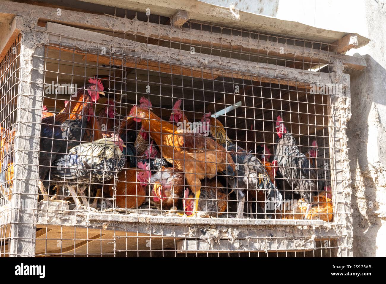 Chickens in cage for sale at market in Arusha Tanzania in East Africa ...