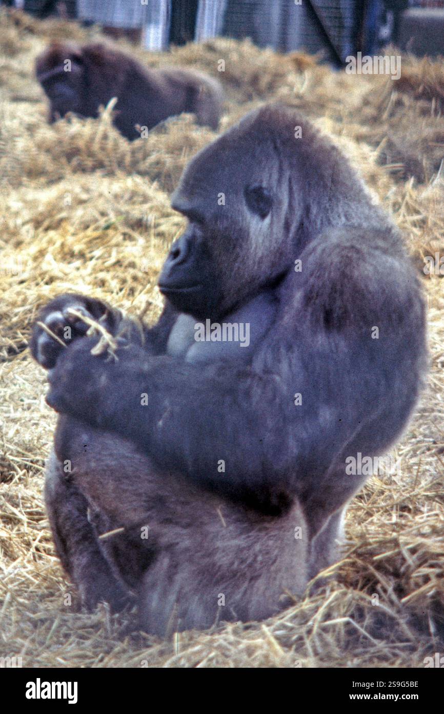 A gorilla at Howletts zoo in 1985 Stock Photo - Alamy
