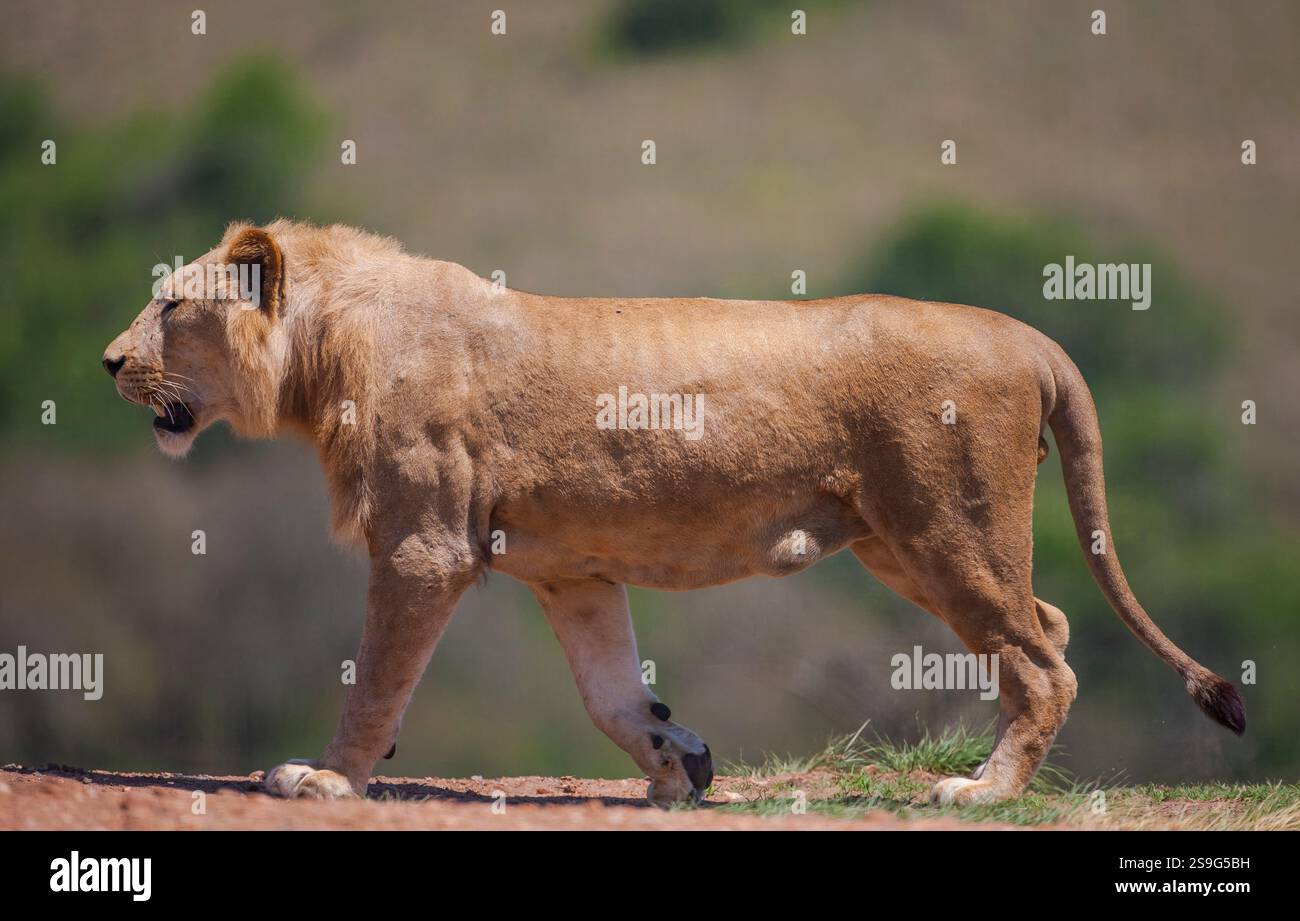 Lions (Panthera leo) often hunt in groups at National Parks in South ...