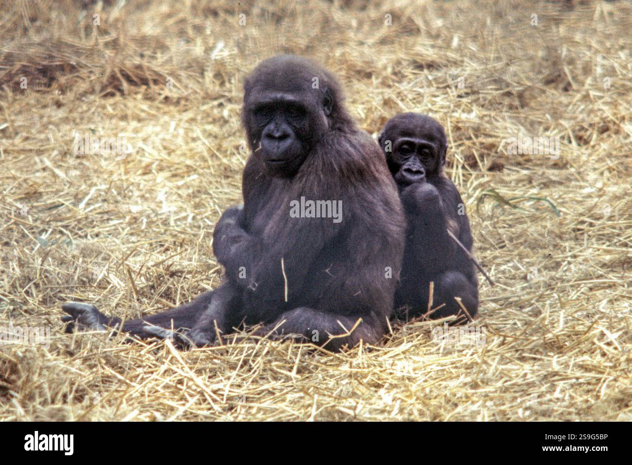 A gorilla at Howletts zoo in 1985 Stock Photo - Alamy