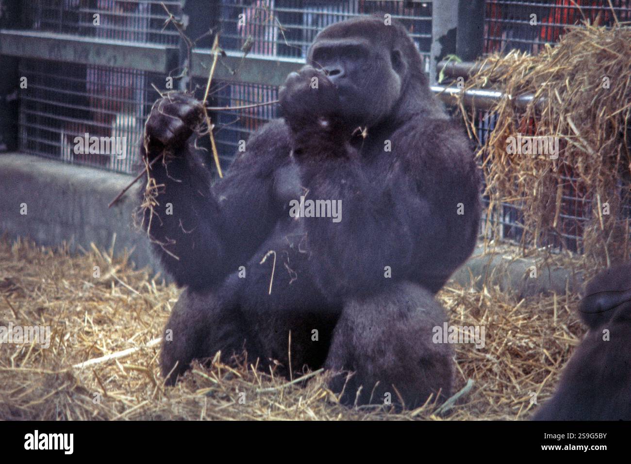 A gorilla at Howletts zoo in 1985 Stock Photo - Alamy