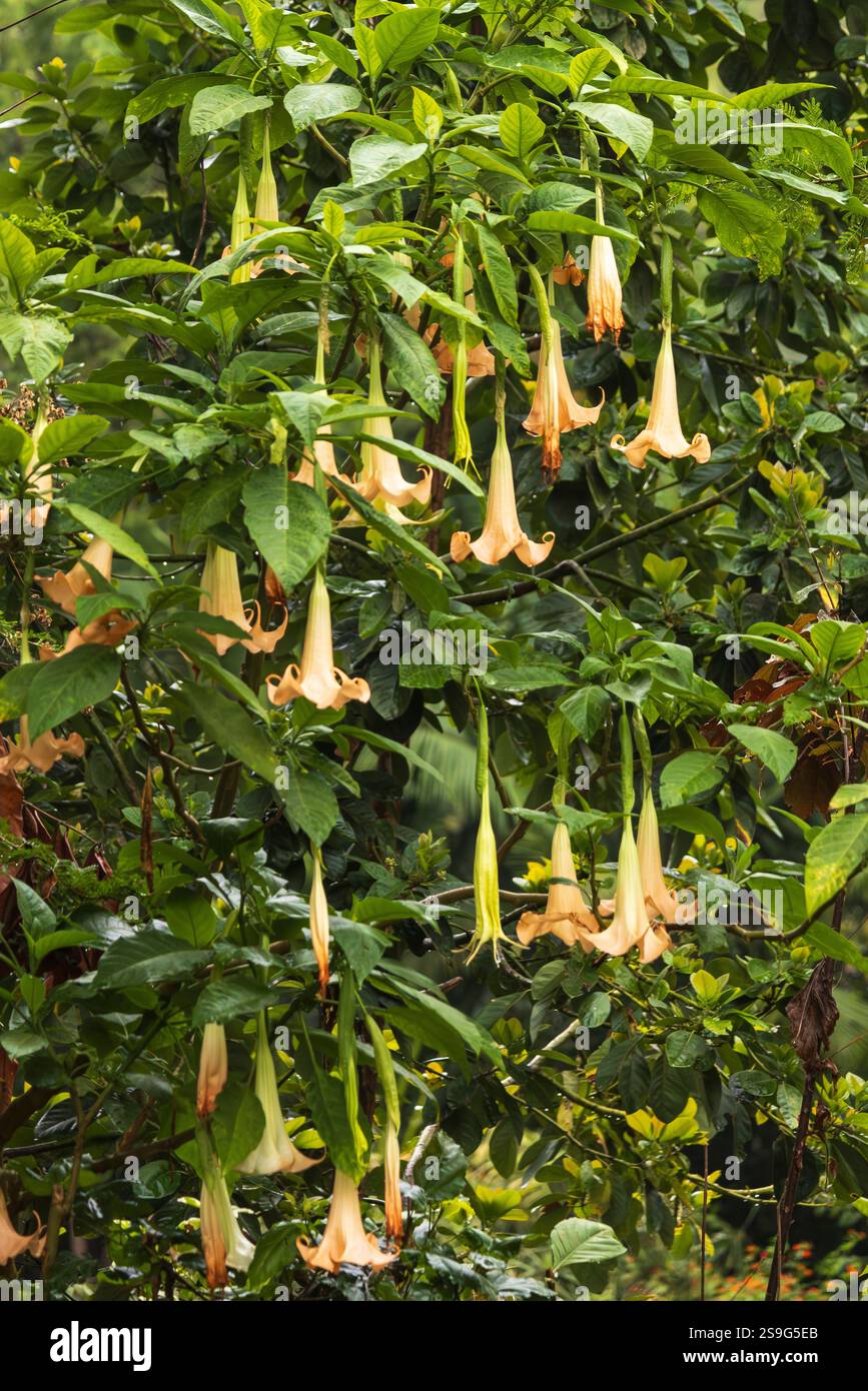 Borrachero tree hi-res stock photography and images - Alamy